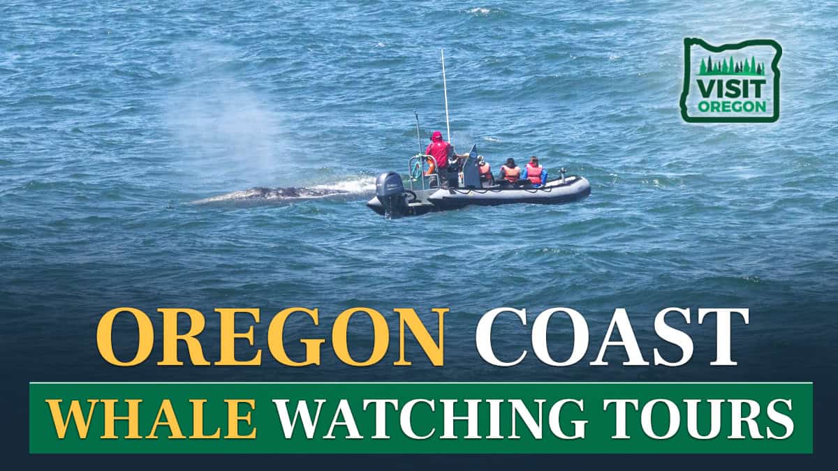 Oregon Coast Whale Watching Tours: A Must-Do Experience | Visit Oregon